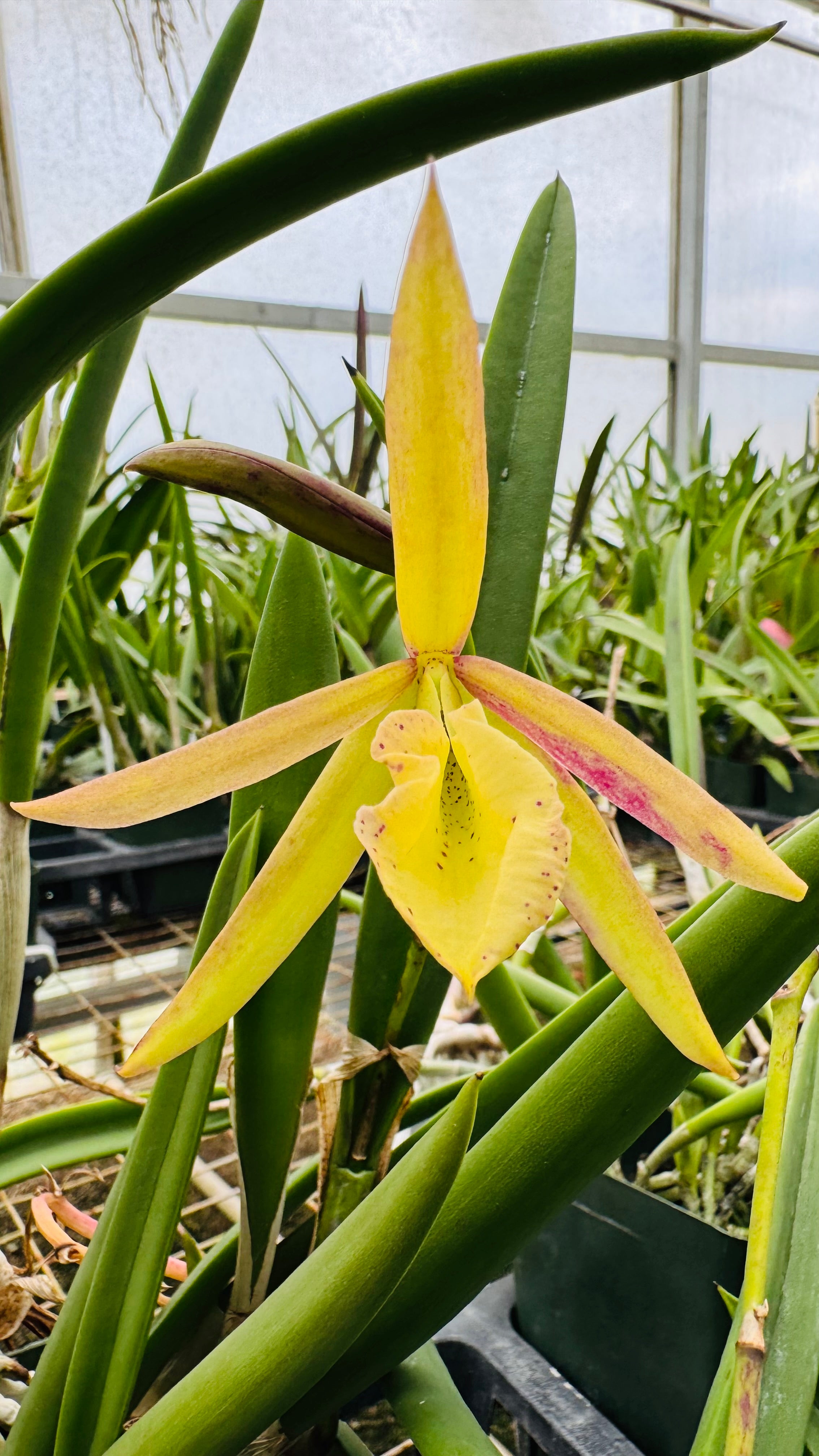 Bl. Yellow Bird (Compact Night Fragrant) – Peak Orchids