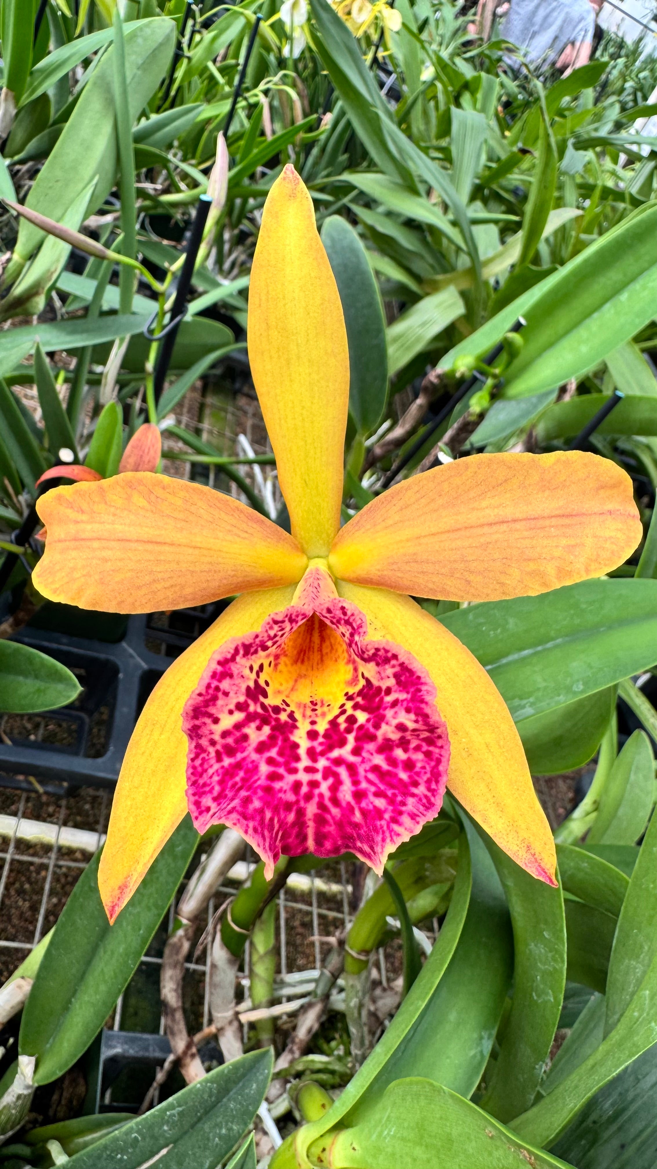 Cattleya Blc. Copper Queen – Peak Orchids